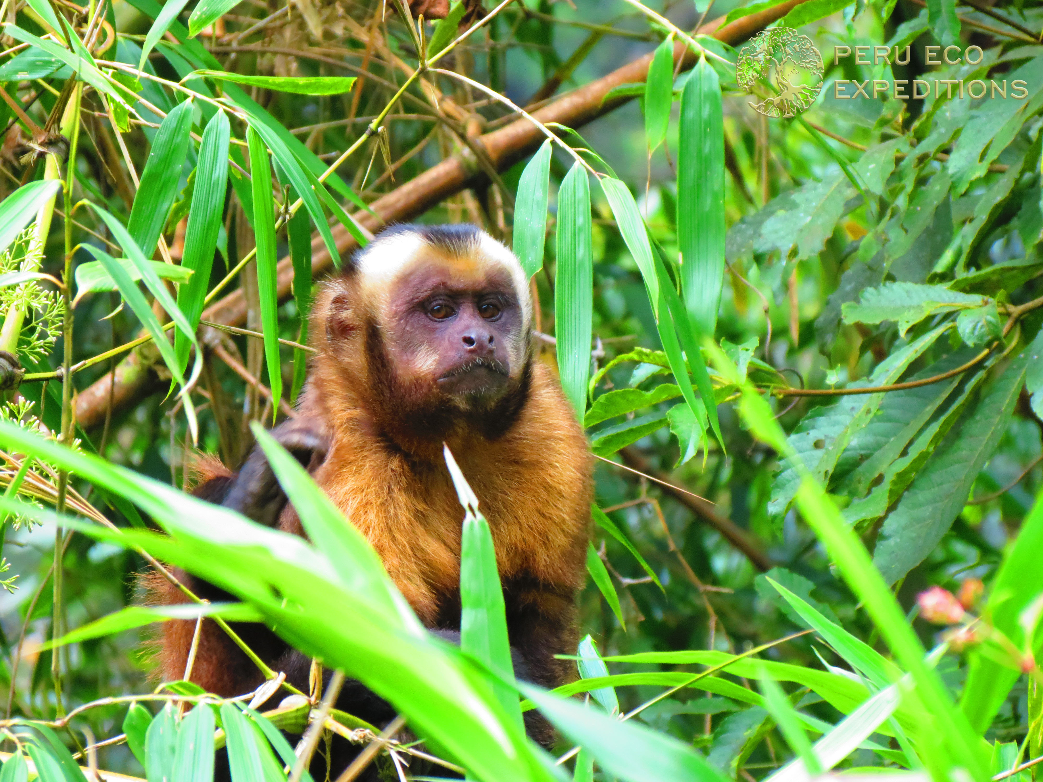 Capuchin Monkey Manu Amazon Cloud Forest – Peru Eco Expeditions – Peru ...
